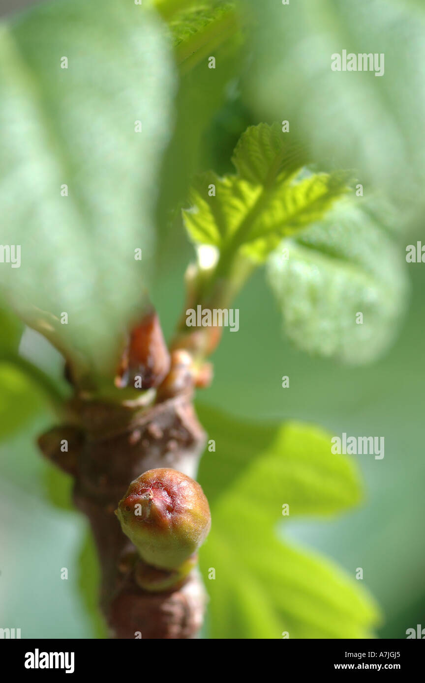 Fig pollination hi-res stock photography and images - Alamy