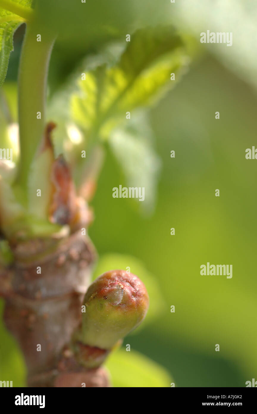 Fig pollination hi-res stock photography and images - Alamy
