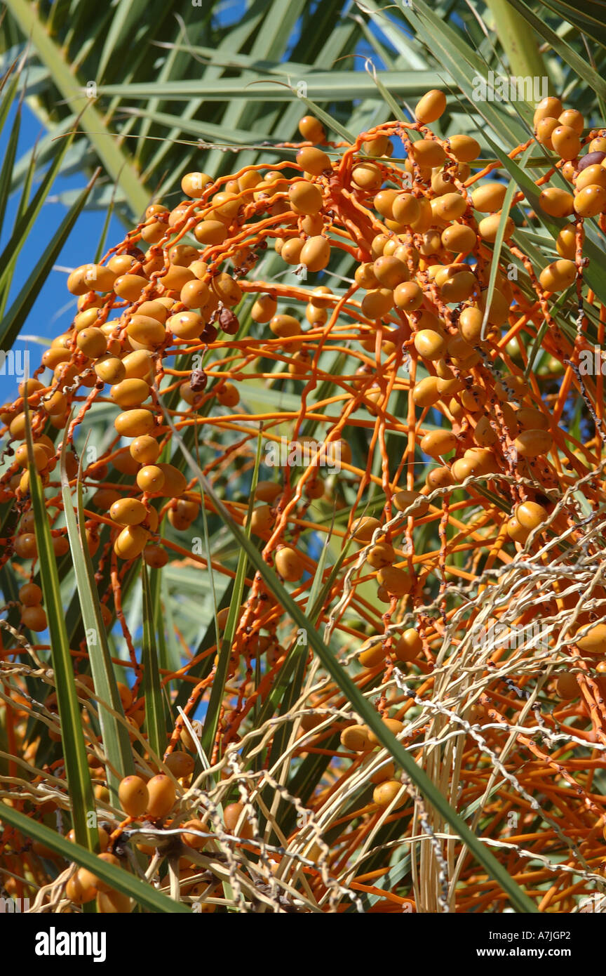 Dates on palm close up Stock Photo - Alamy