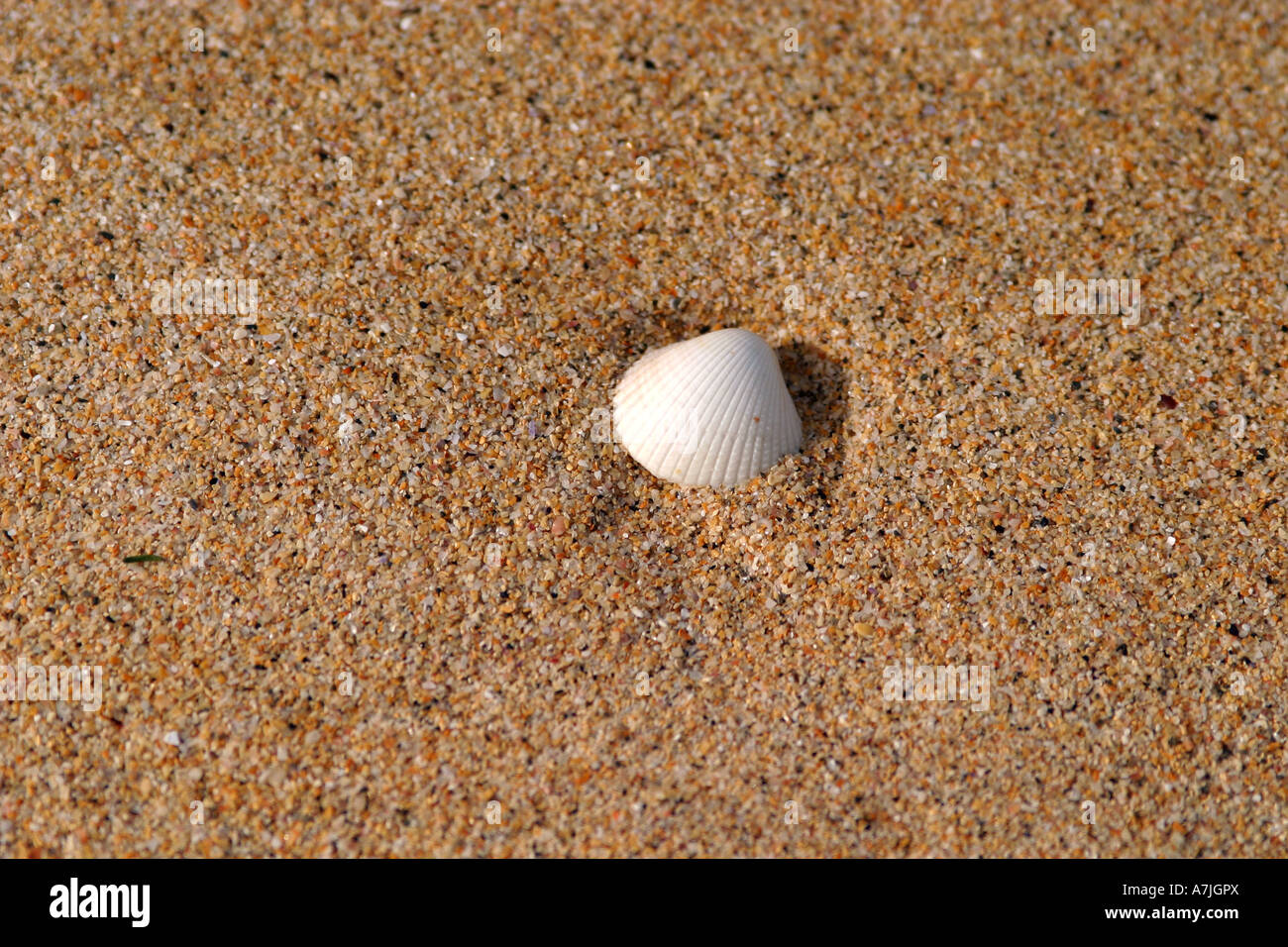small white shell on sandy beach Stock Photo - Alamy