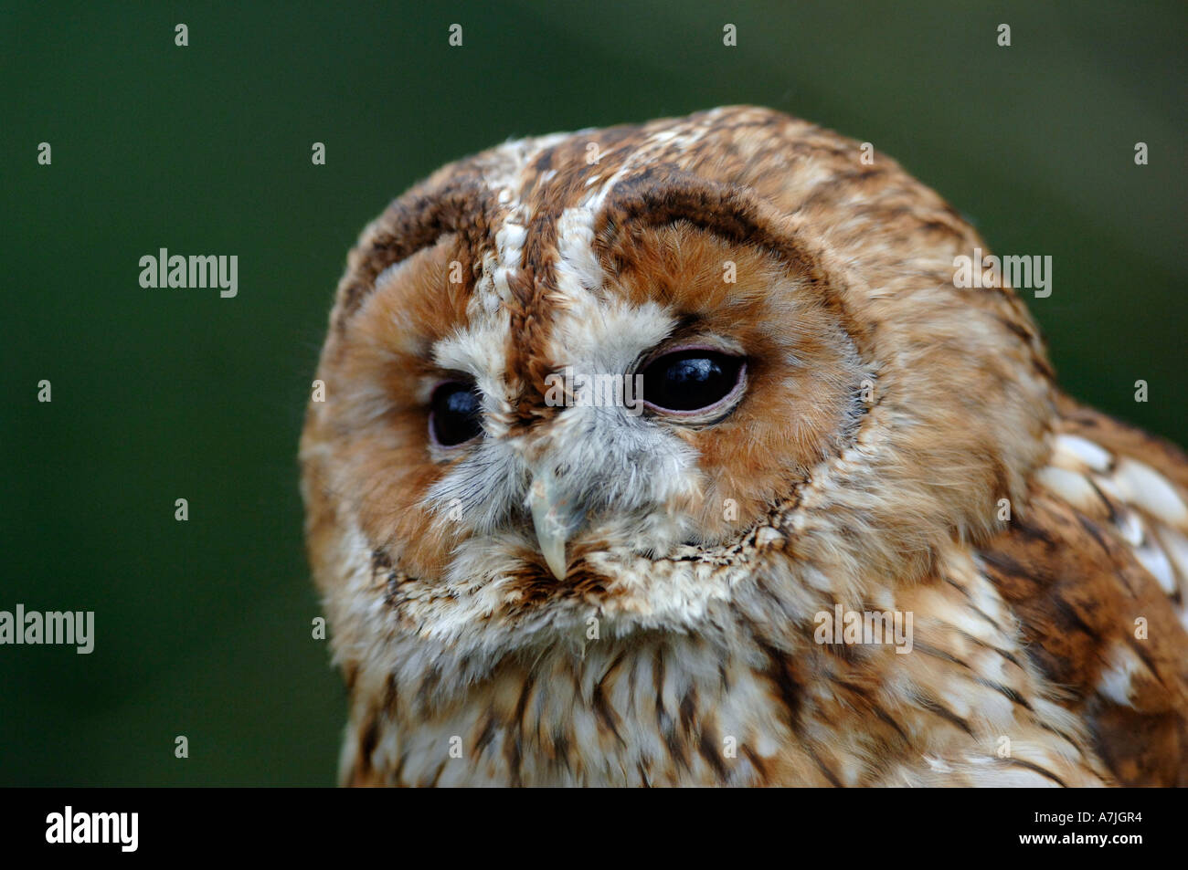 Tawny Owl Strix aluco Stock Photo - Alamy
