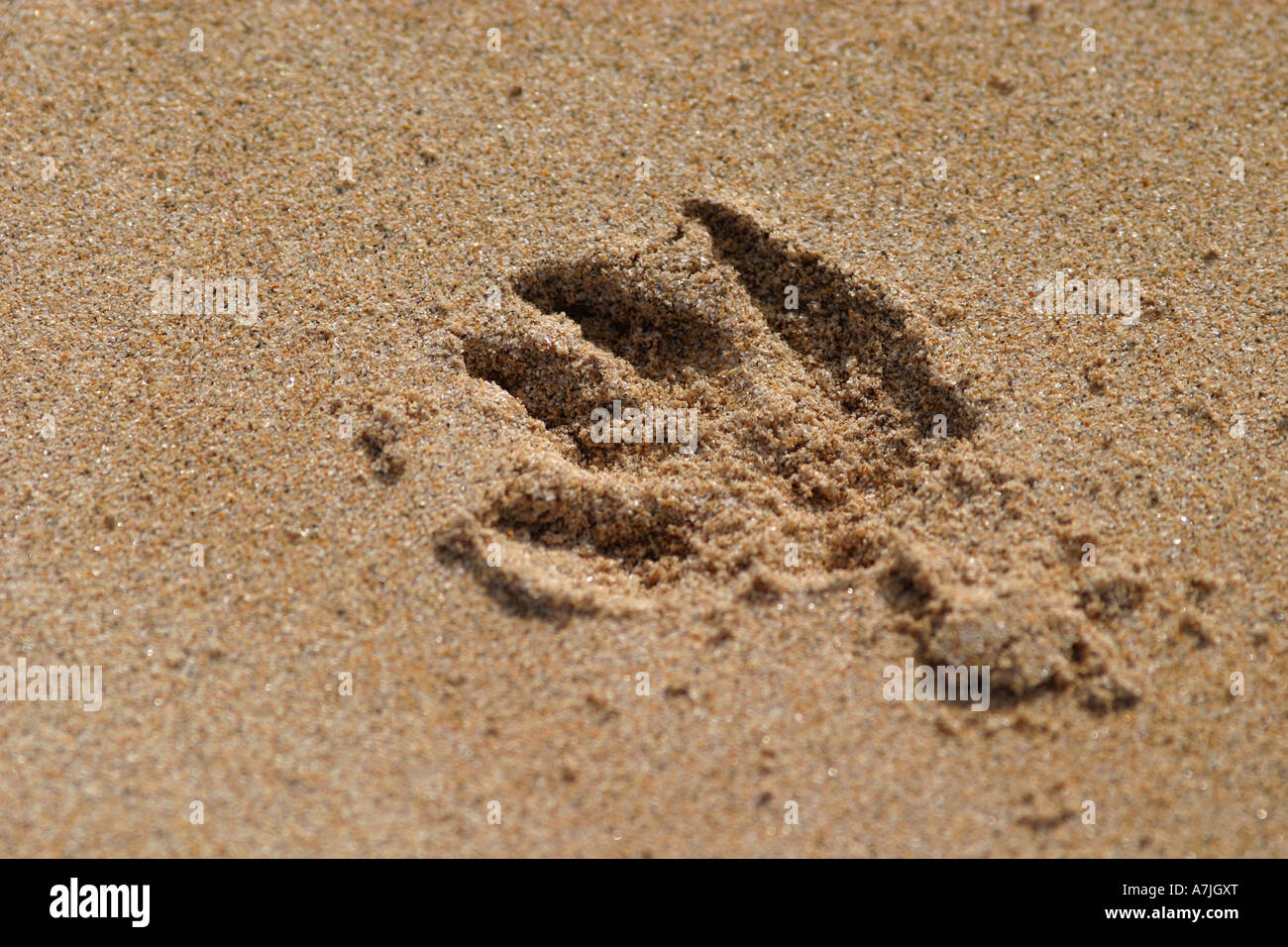 Paw print on beach Stock Photo - Alamy