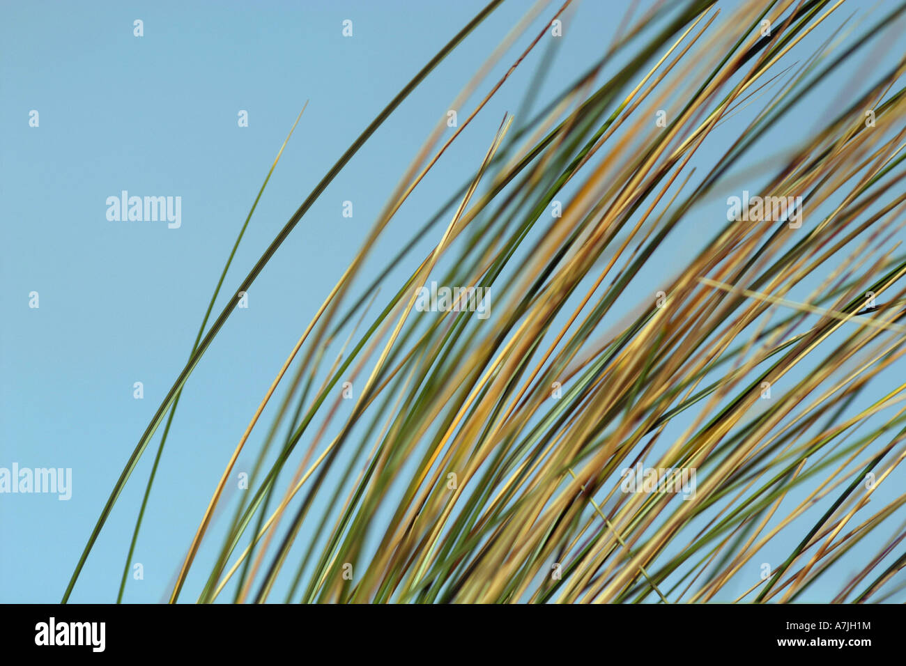 Leaf of marram grass hi-res stock photography and images - Alamy