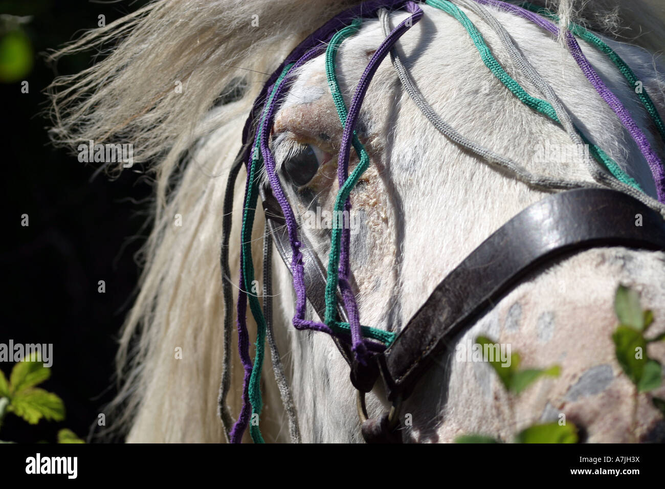Grey pony with coloured braids Stock Photo - Alamy