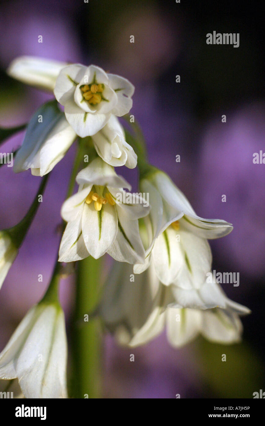 Triangular Stalked Garlic Allium Triquetrum Stock Photo - Alamy