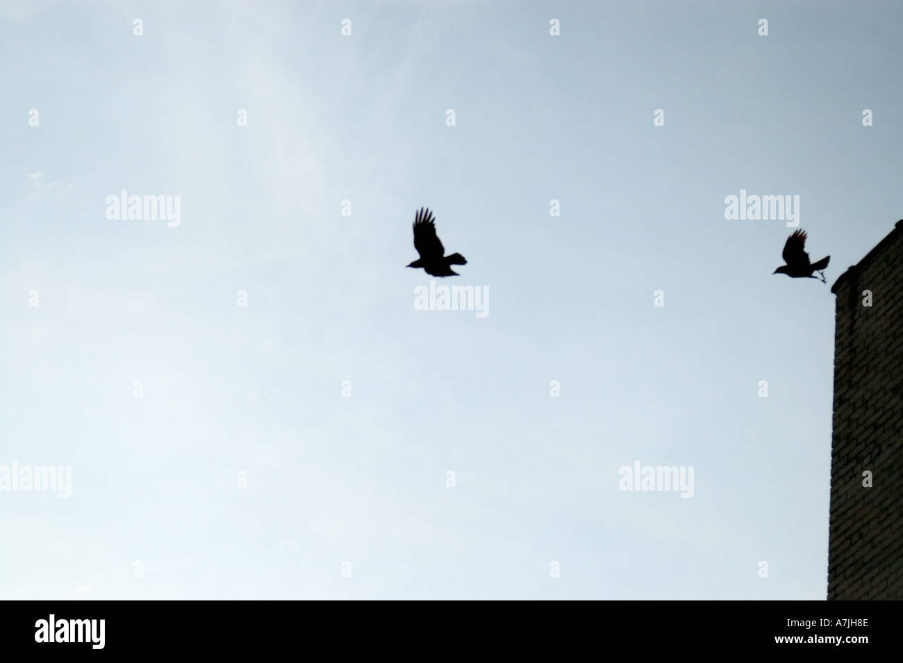 birds taking flight Stock Photo - Alamy