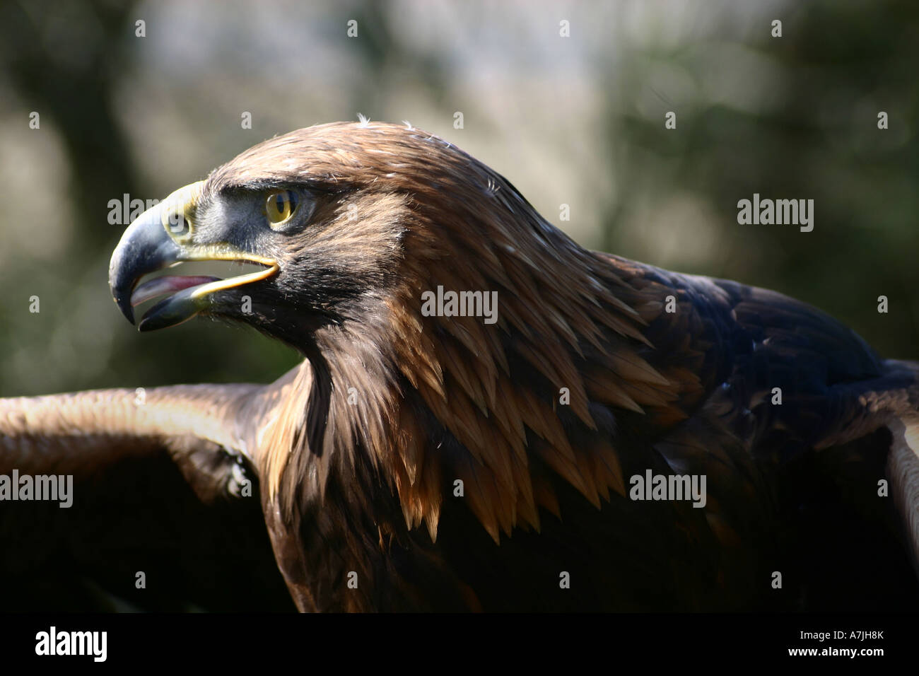 Golden Eagle profile Stock Photo - Alamy