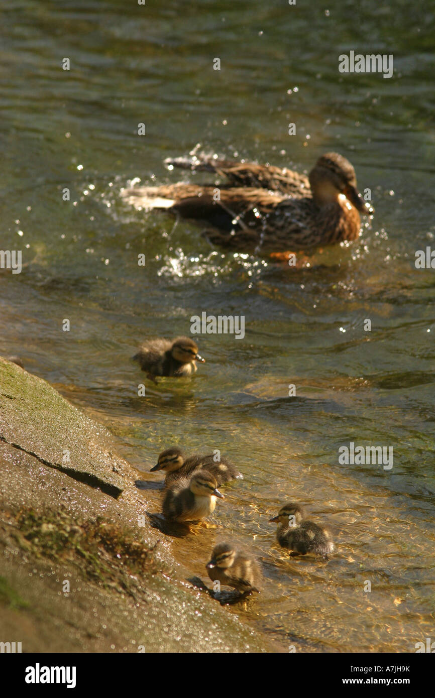 Mummy duck and ducklings hi-res stock photography and images - Alamy
