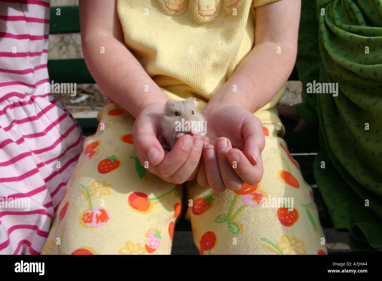 Caring Hamster High Resolution Stock Photography and Images - Alamy