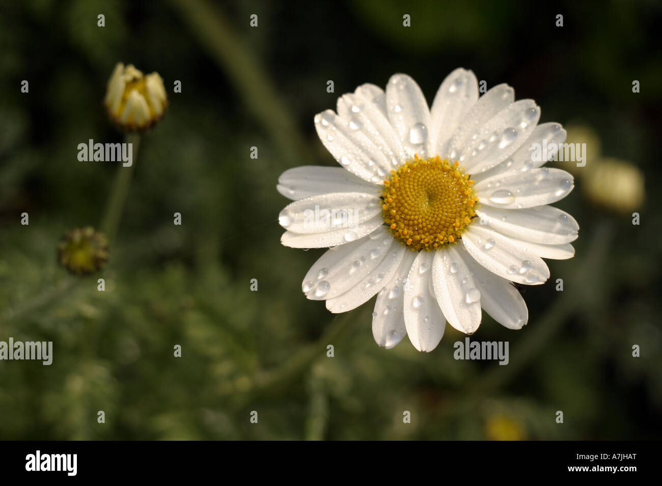 Big Daisy with dew drops Stock Photo - Alamy