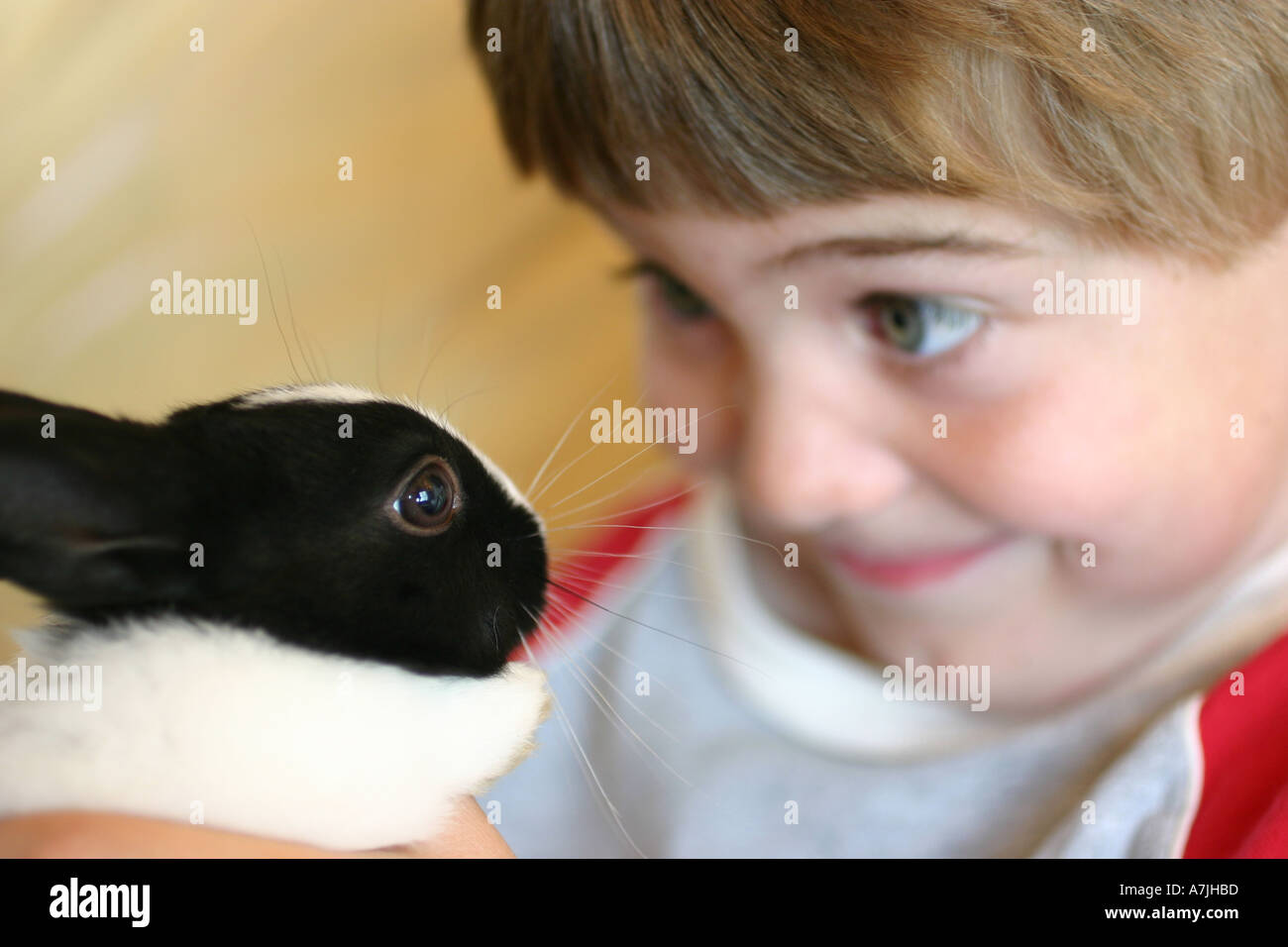 boy looking at bunny profile Stock Photo - Alamy