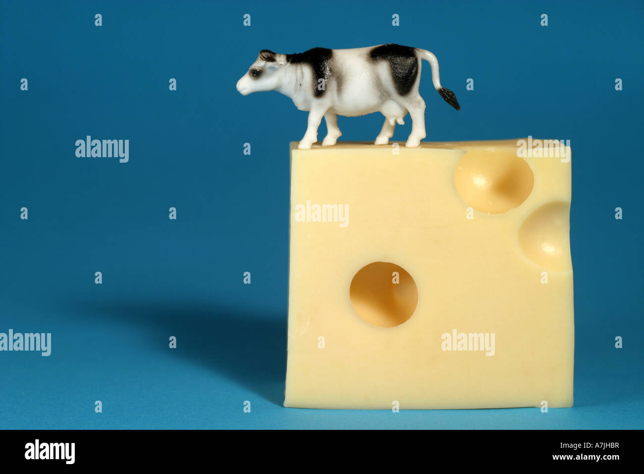 Swiss cheese with toy cow Stock Photo - Alamy