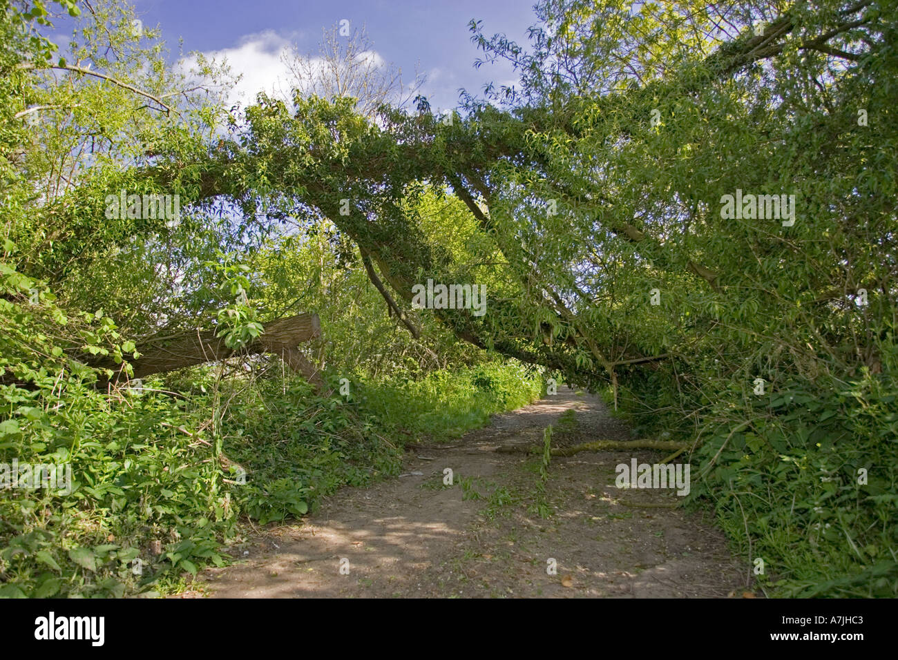 Track Is Blocked By A Fallen Tree High Resolution Stock Photography and ...
