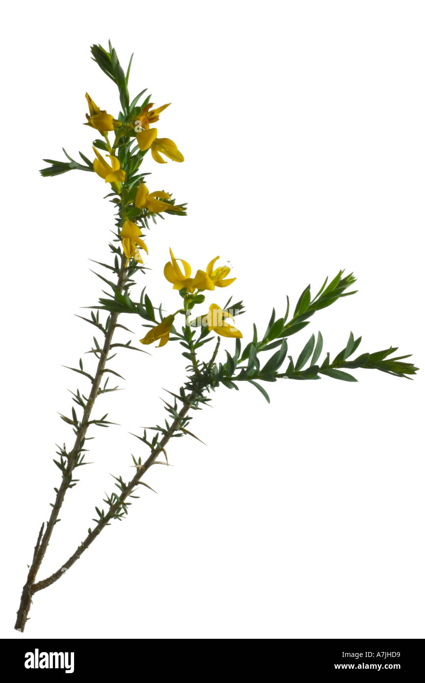 Petty Whin Genista anglica Flowerheads on leafy stem Surrey England May ...