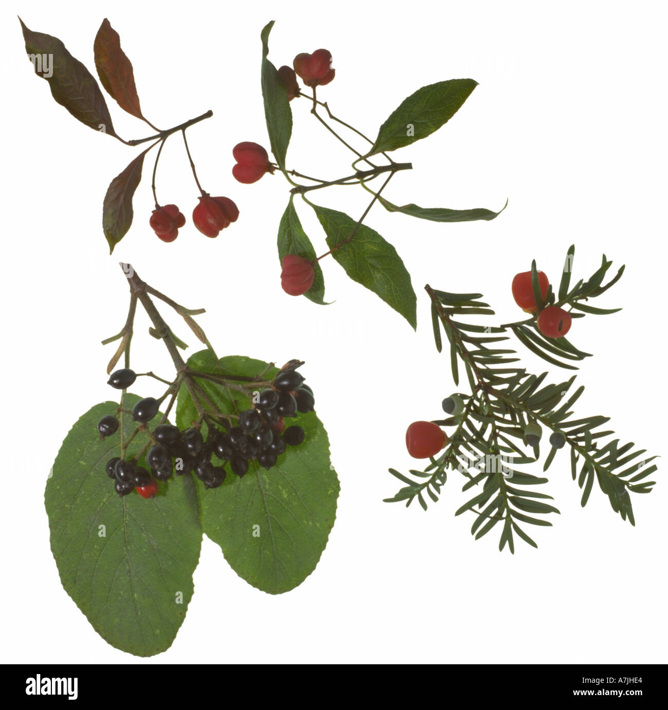 Spindle Euonymus europaeus Wayfaring Tree Viburnum lantana Yew Taxus ...