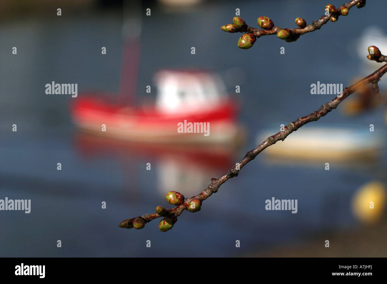 Fishing boats in Hayle harbour Cornwall UK with spring cherry tree buds ...