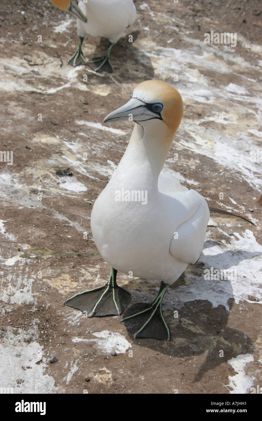 Peter cape hi-res stock photography and images - Alamy