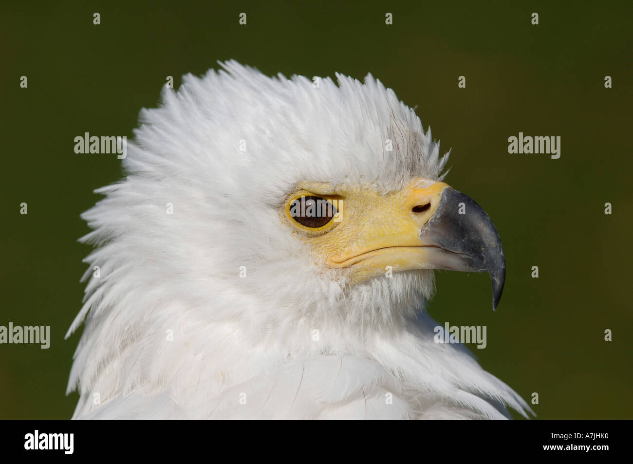 Fish eagle feather detail hi-res stock photography and images - Alamy