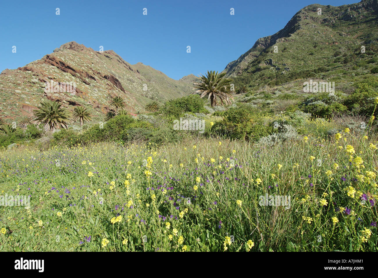 Tenerife Landscape in Spring Bajamar Stock Photo - Alamy