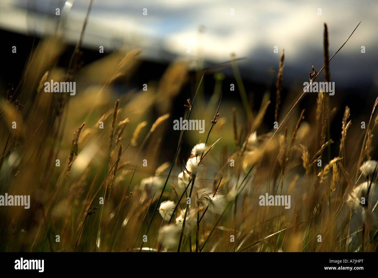 Pod grasses hi-res stock photography and images - Alamy