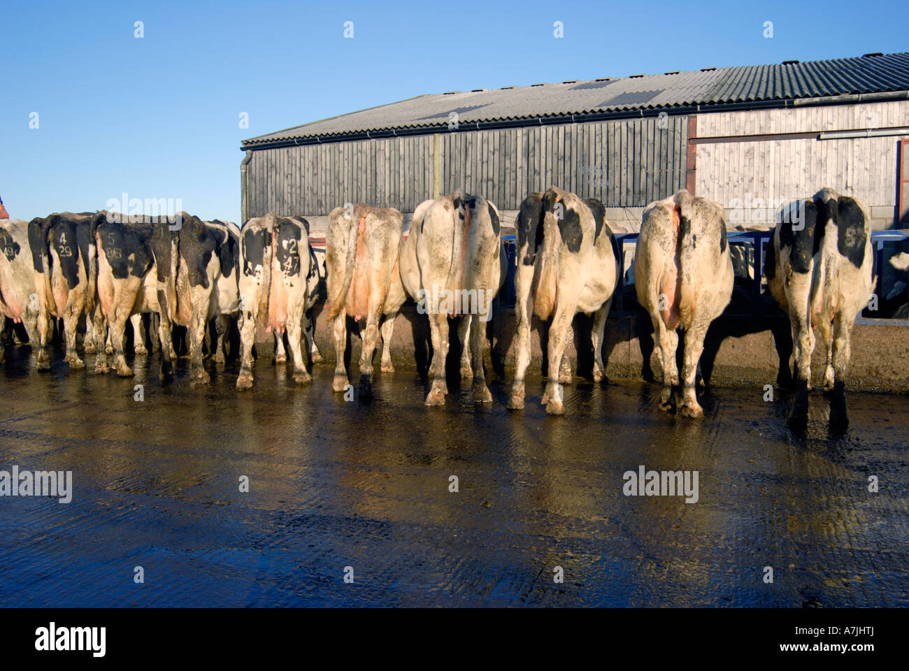 Cows eating feed after milking Stock Photo - Alamy