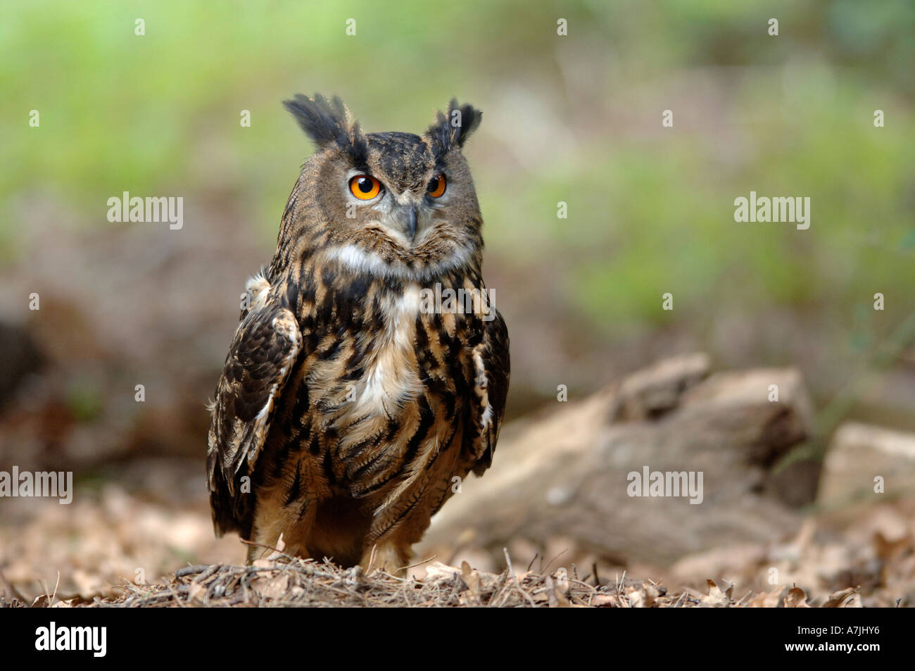 Eagle Owl bubo bubo Stock Photo - Alamy