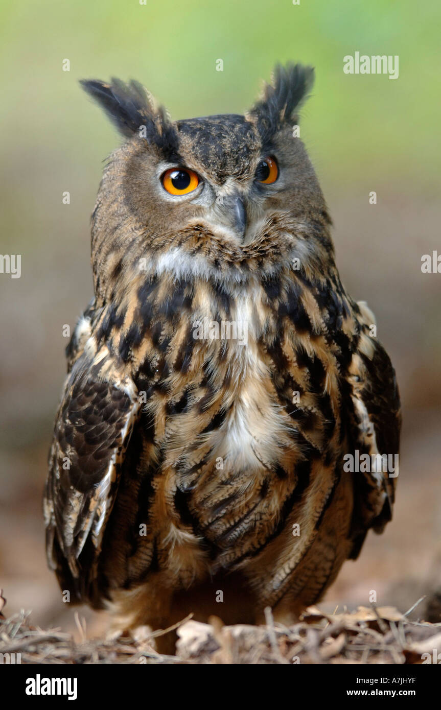 Eagle Owl bubo bubo Stock Photo - Alamy