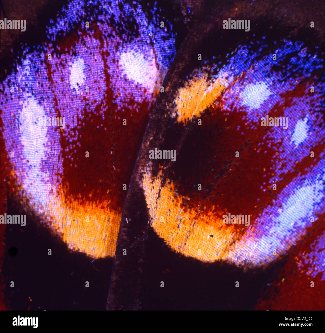 Wing scales hi-res stock photography and images - Alamy