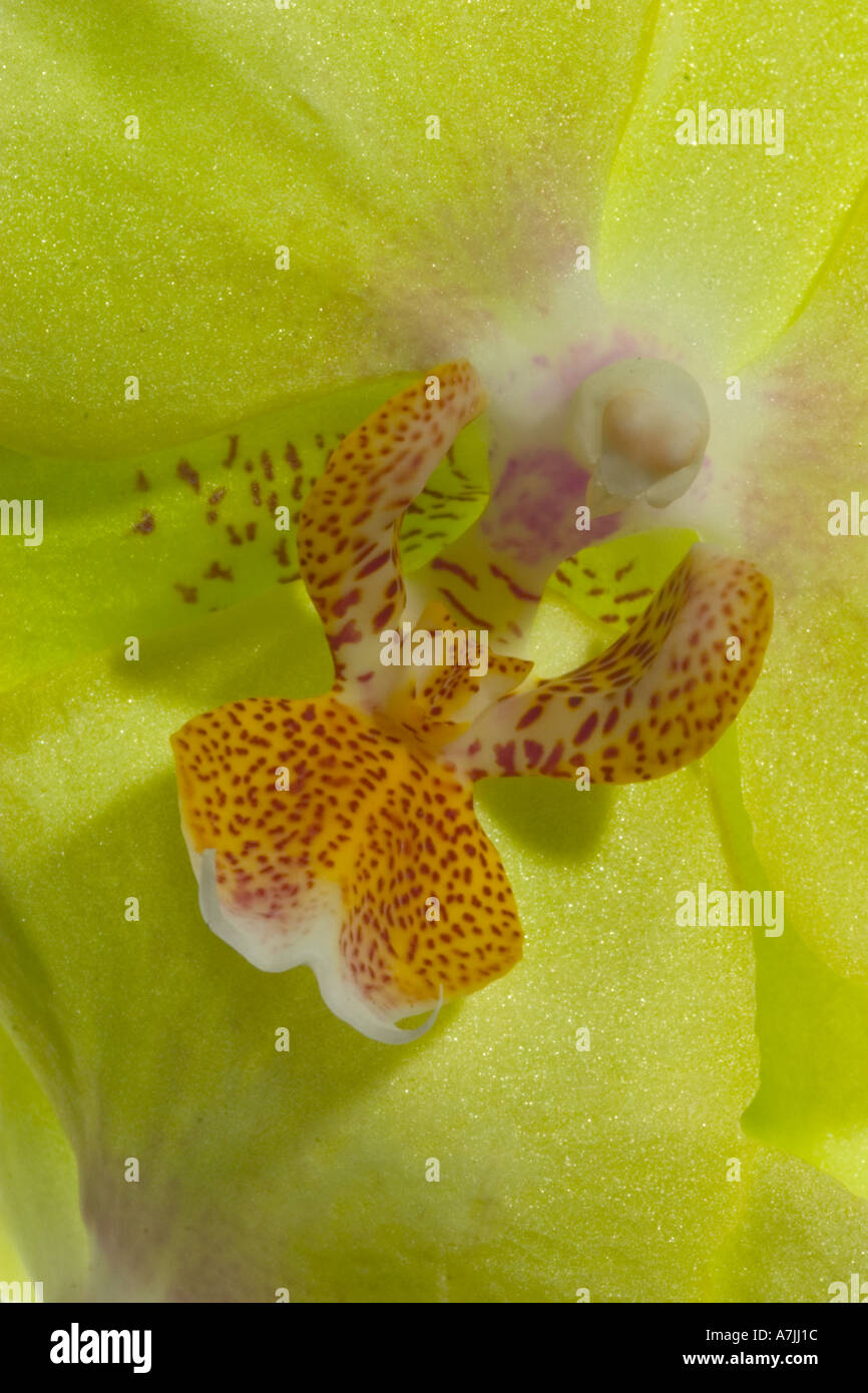 Orchid Macro of flowerhead Studio shot Stock Photo - Alamy