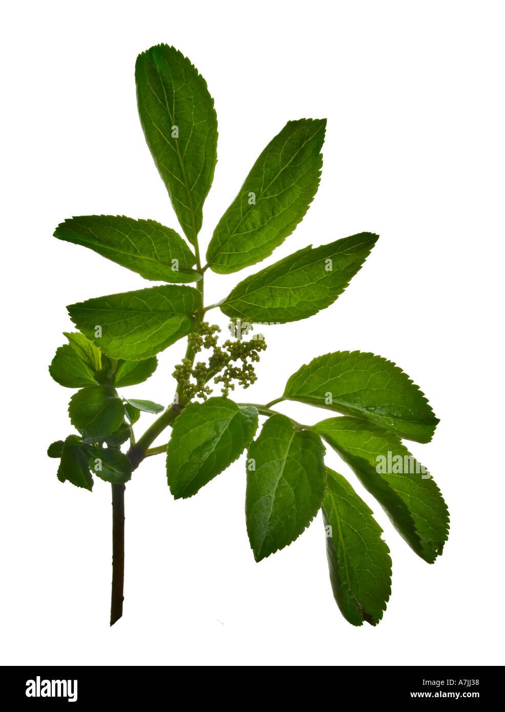 Elder tree buds Cut Out Stock Images & Pictures - Alamy