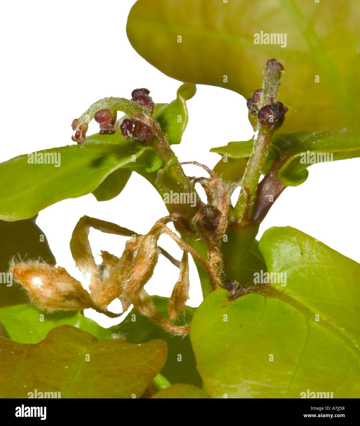 English or Pedunculate Oak Quercus robur Female flower Surrey England ...