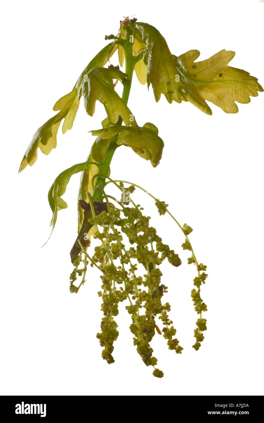 English or Pedunculate Oak Quercus robur Male flowers and leaves Surrey ...