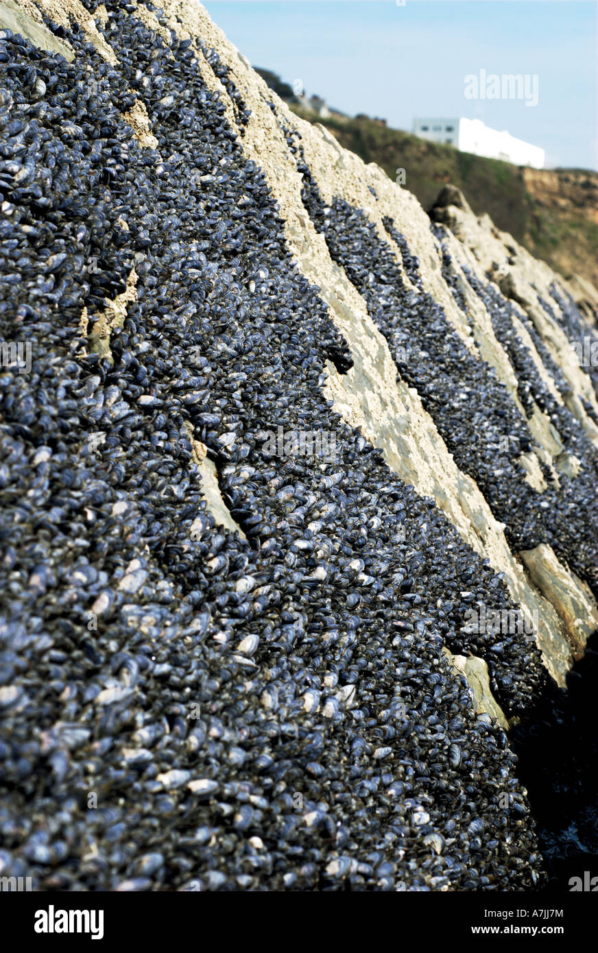 Mussels on rocks Stock Photo - Alamy