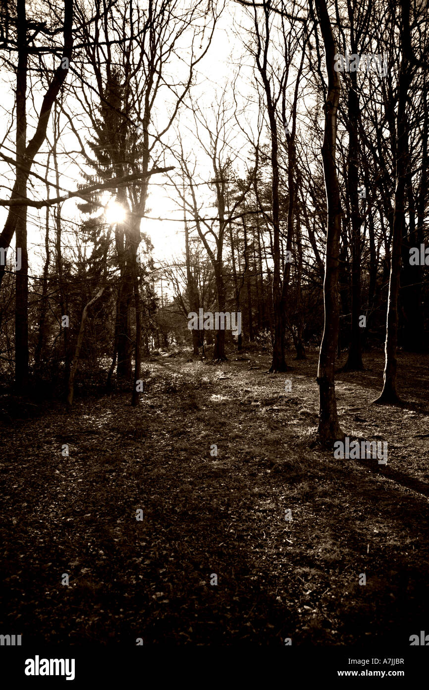 English forest hi-res stock photography and images - Alamy