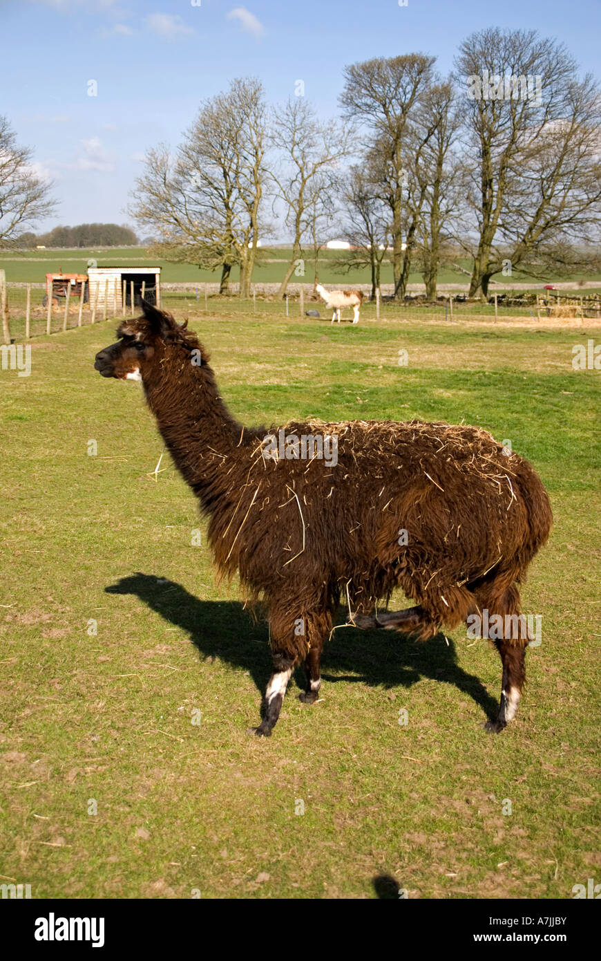 Rare breeds hi-res stock photography and images - Alamy