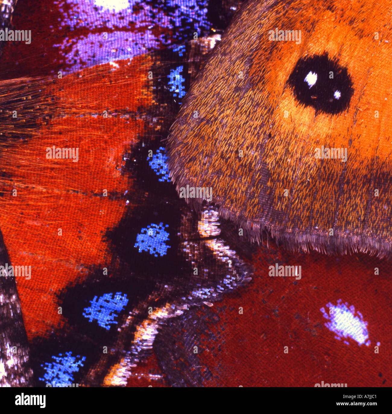 Butterfly wing abstract in hi-res stock photography and images - Alamy