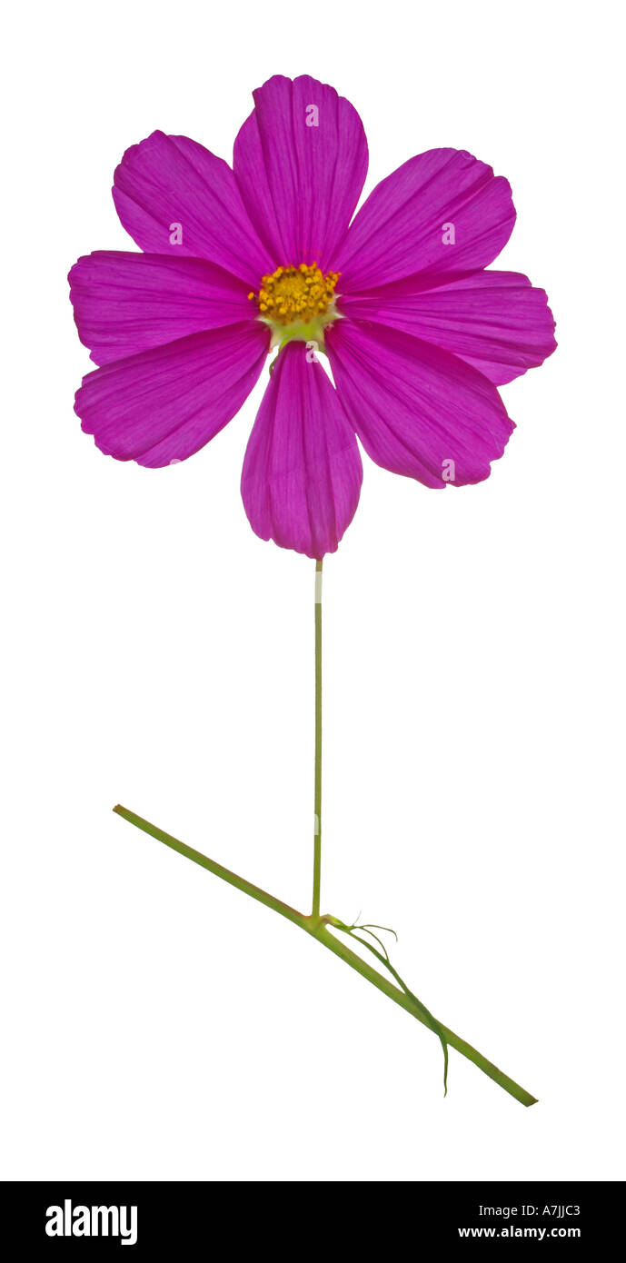 Flowerheads cut outs silo hi-res stock photography and images - Alamy