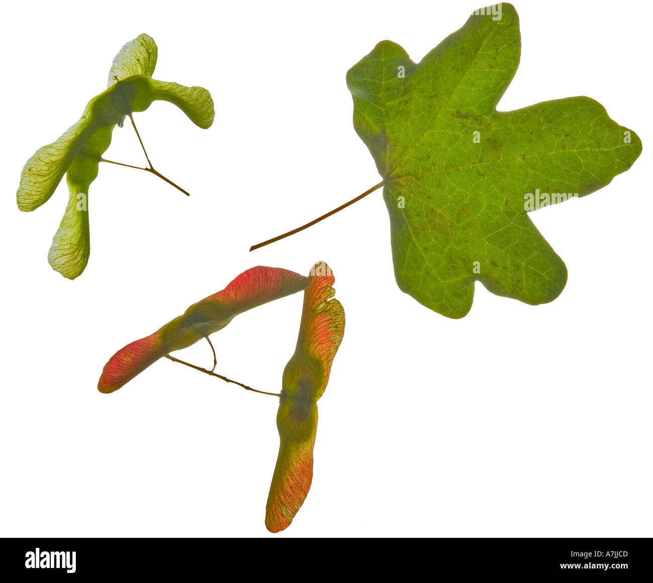 Acer campestre cut outs seeds leaves hi-res stock photography and ...