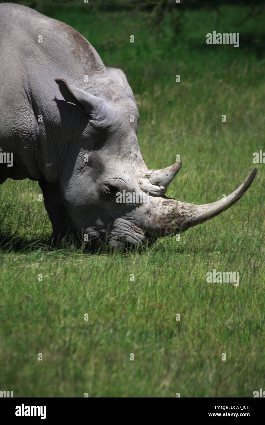 White Rhino square lipped at Lake Nakuru National Park Stock Photo - Alamy
