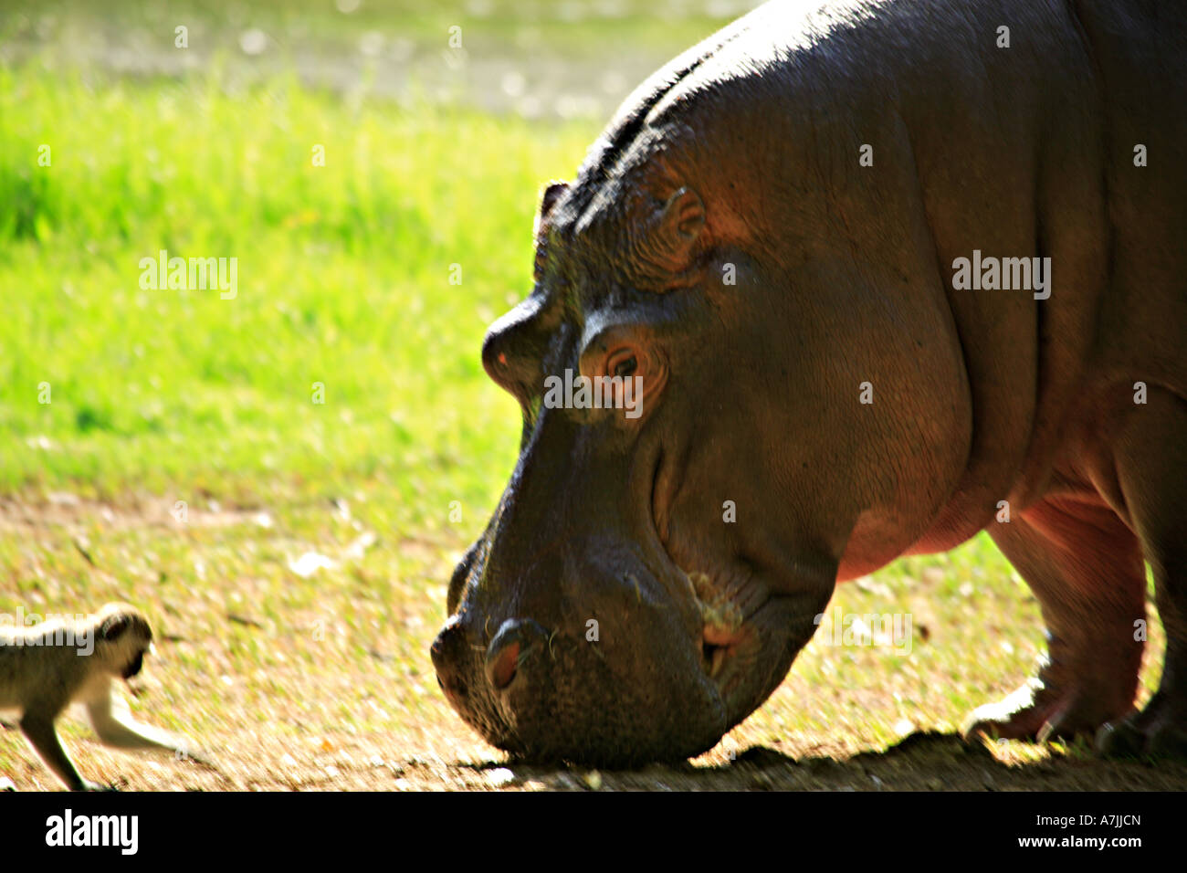 Cheeky monkey trying to pinch the Hippo's lunch Stock Photo - Alamy