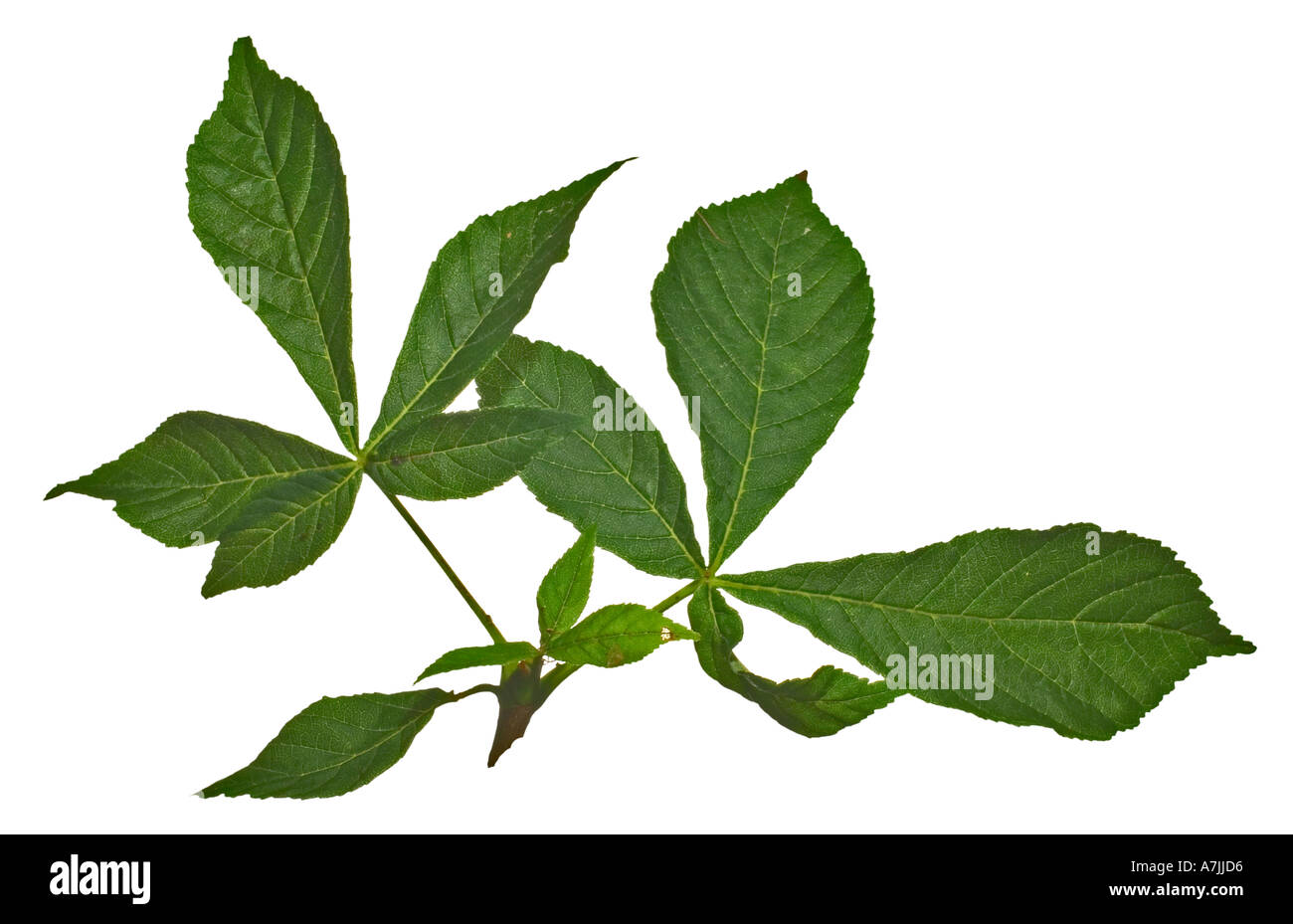 Horse chestnut shaped leaves Cut Out Stock Images & Pictures - Alamy