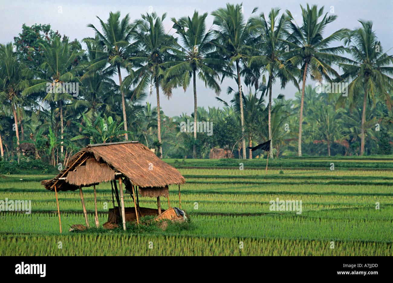 Rice is Bali s most widespread crop and its production an important ...