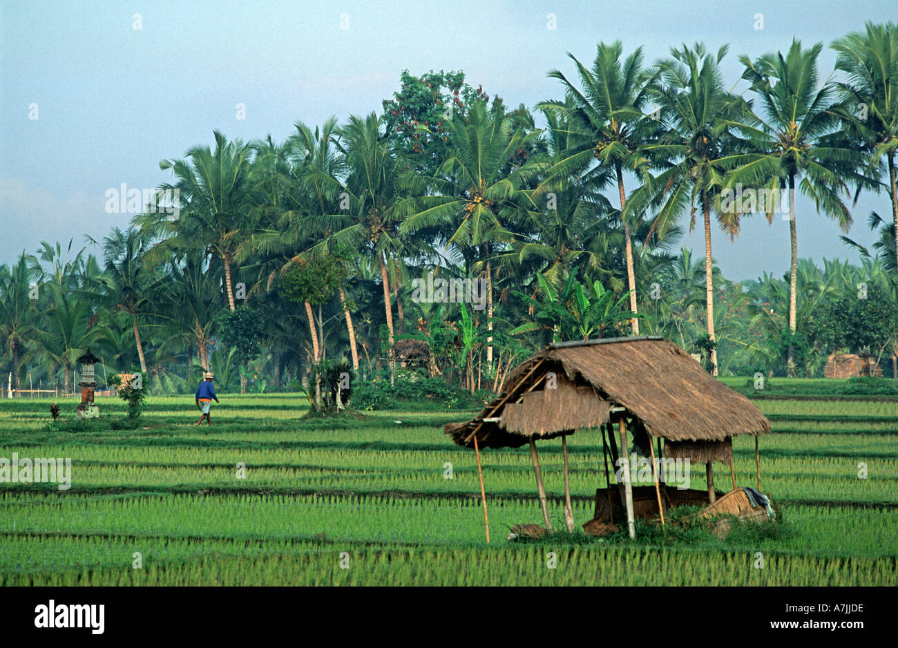 Rice is Bali s most widespread crop and its production an important ...