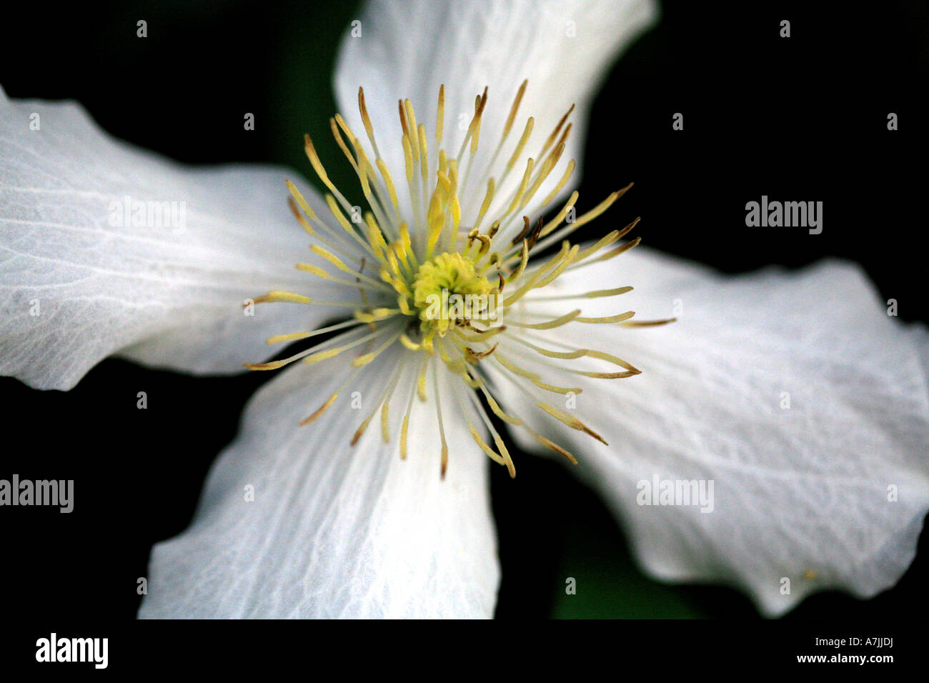 White clematis hi-res stock photography and images - Alamy