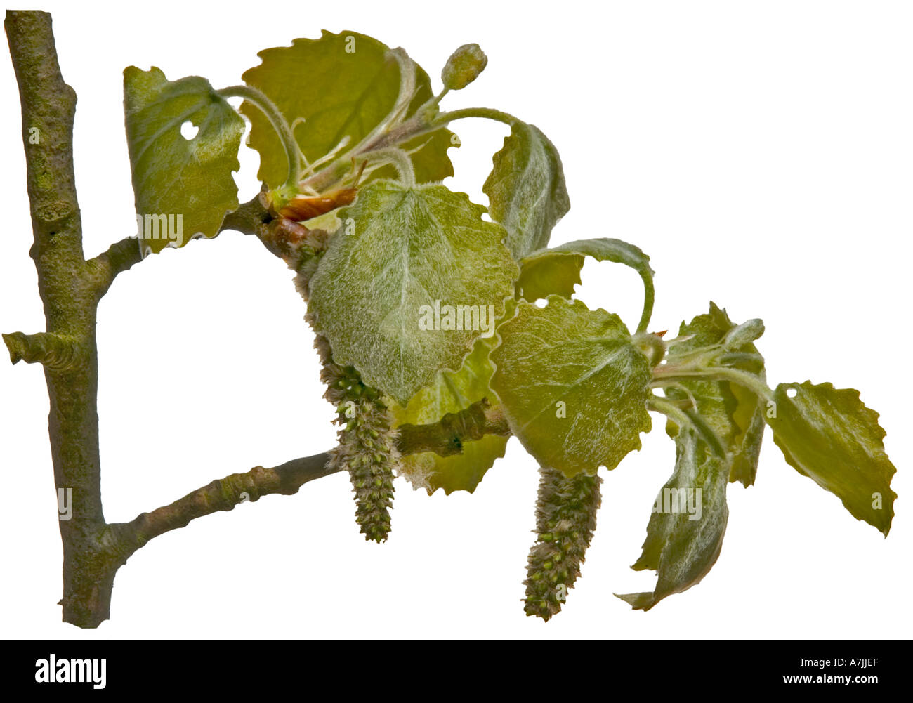 Populus tremula flowers hi-res stock photography and images - Alamy