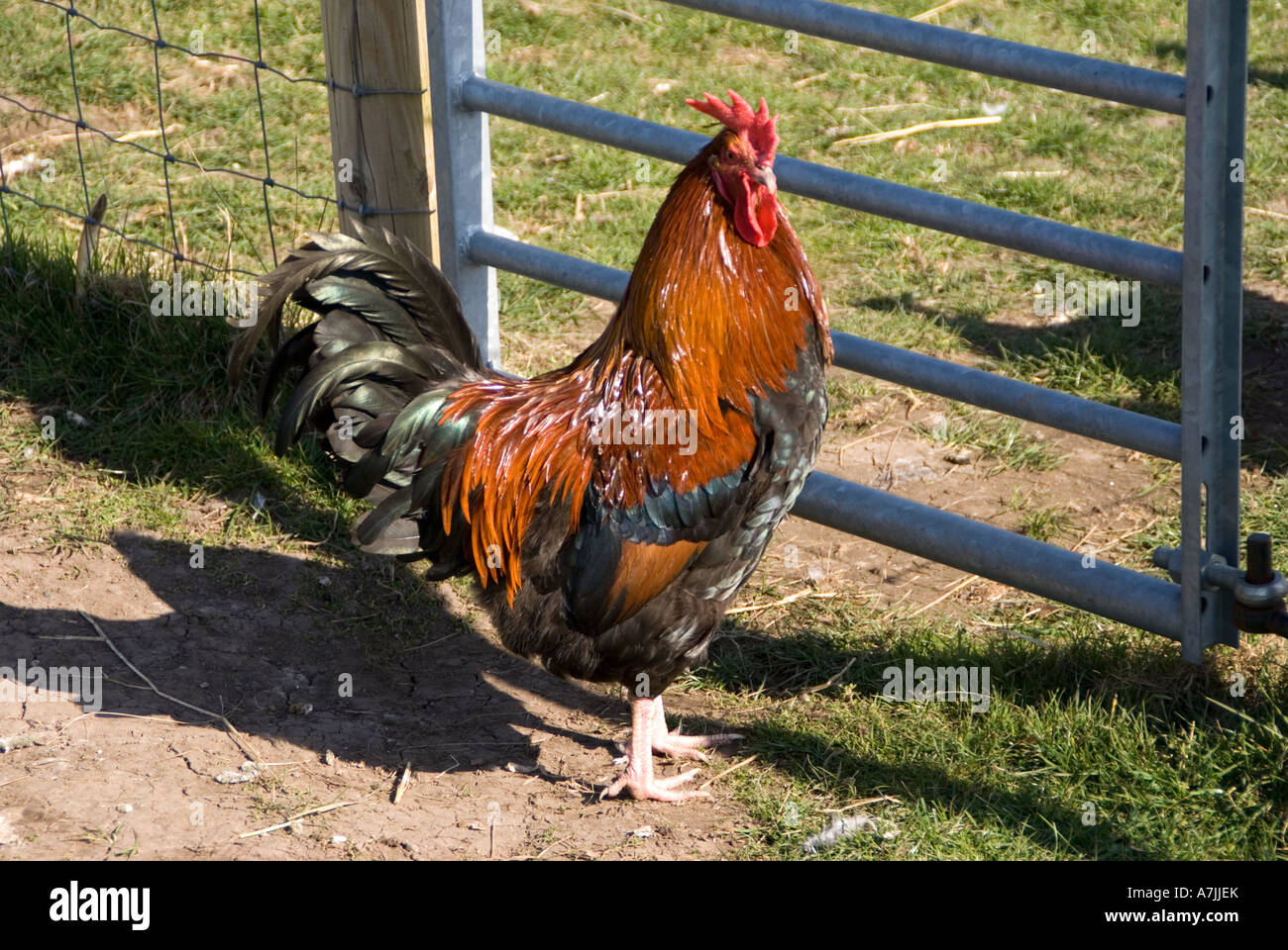Rare breeds fowl hi-res stock photography and images - Alamy