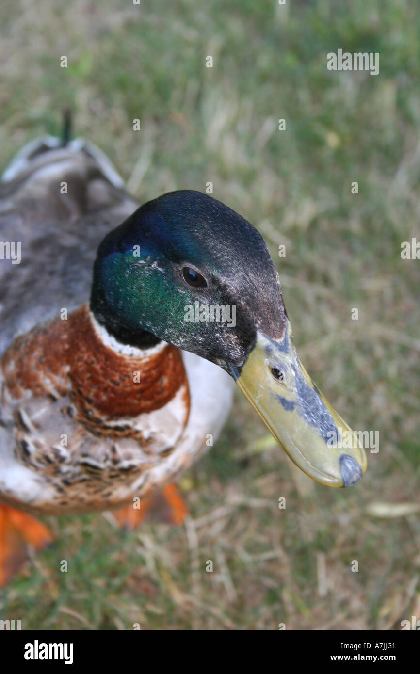 Sad wild duck hi-res stock photography and images - Alamy