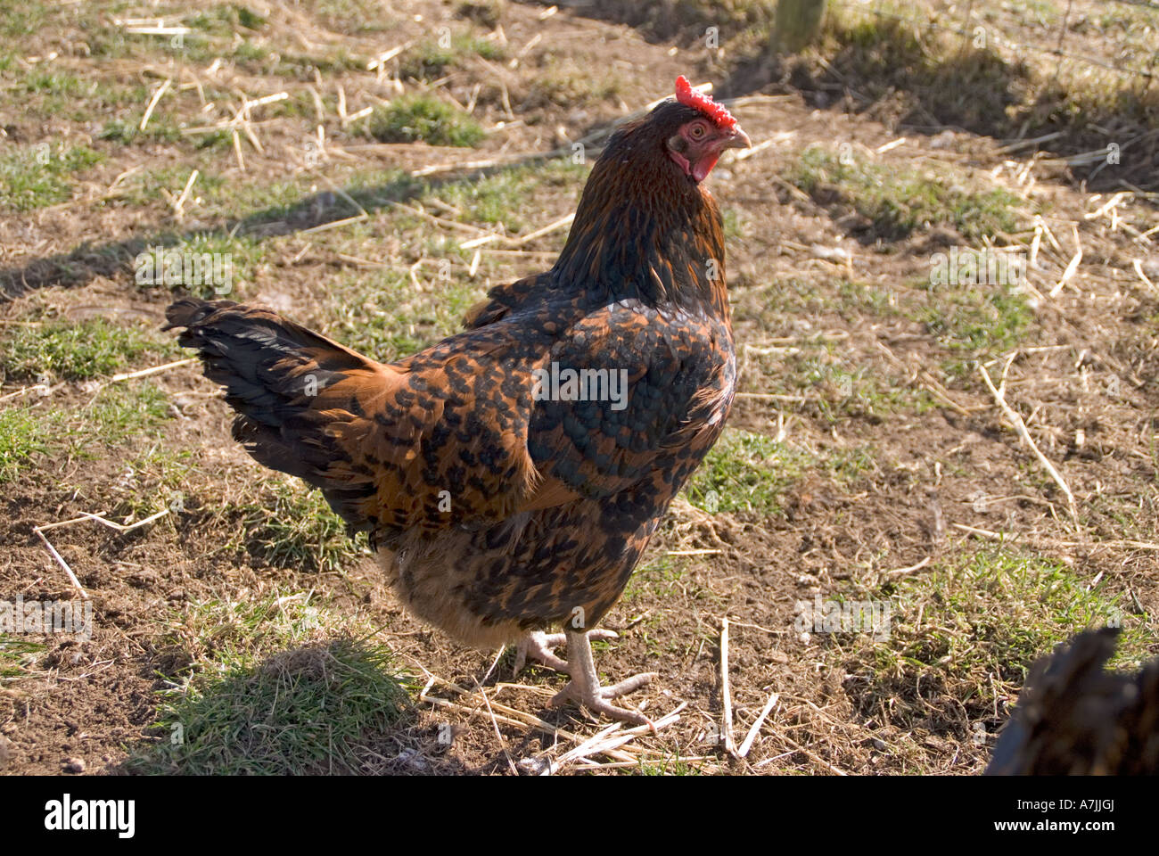 Redcap chicken hi-res stock photography and images - Alamy