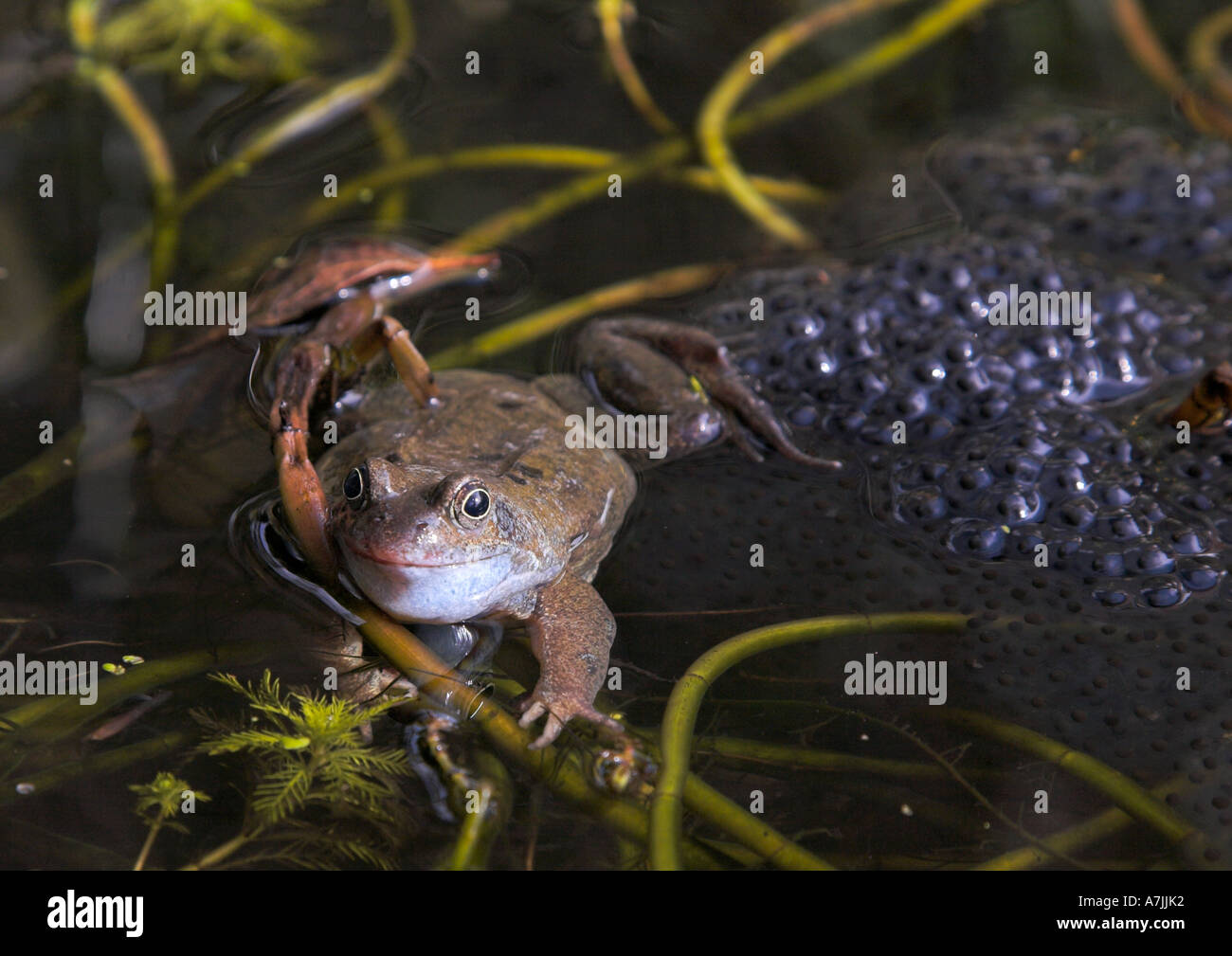 Frogspawn white hi-res stock photography and images - Alamy