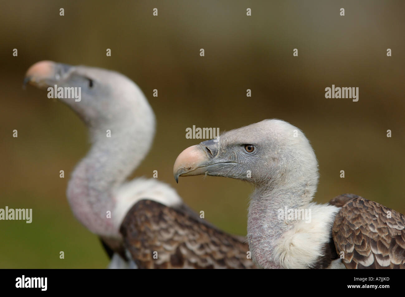 Pair of Ruppell's Griffon Vultures Gyps rueppelli Stock Photo - Alamy